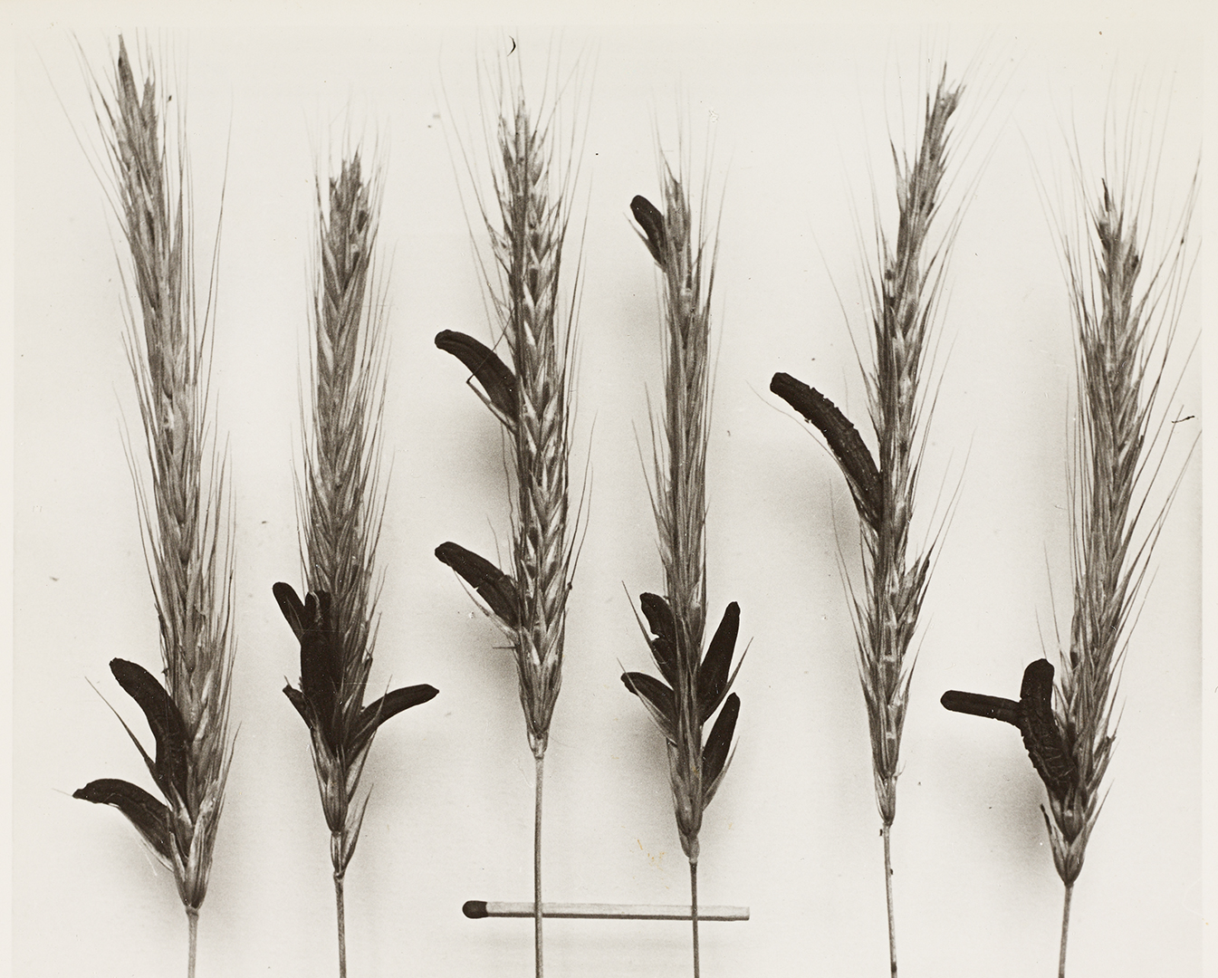 Auf Trip - Die Geschichte des LSD - Blog des Schweizerischen ...